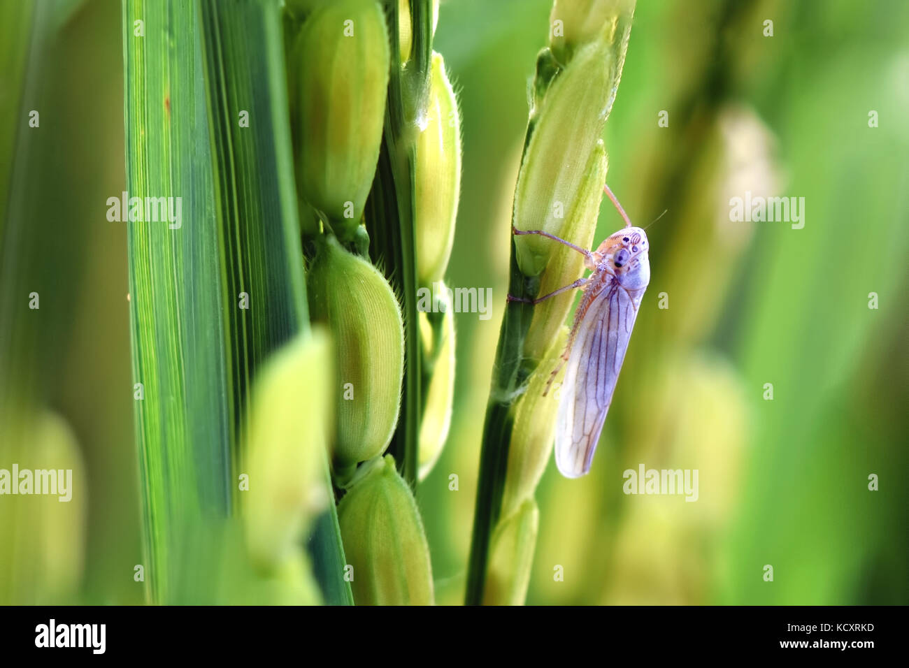 Pest insects hi-res stock photography and images - Alamy