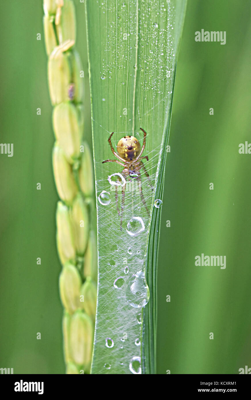Hunter insects hi-res stock photography and images - Alamy
