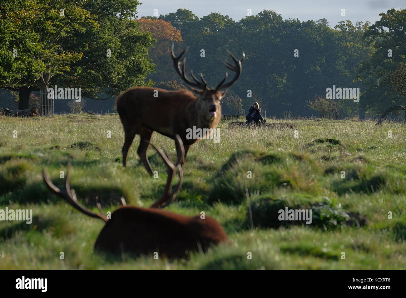 stag in park Stock Photo - Alamy