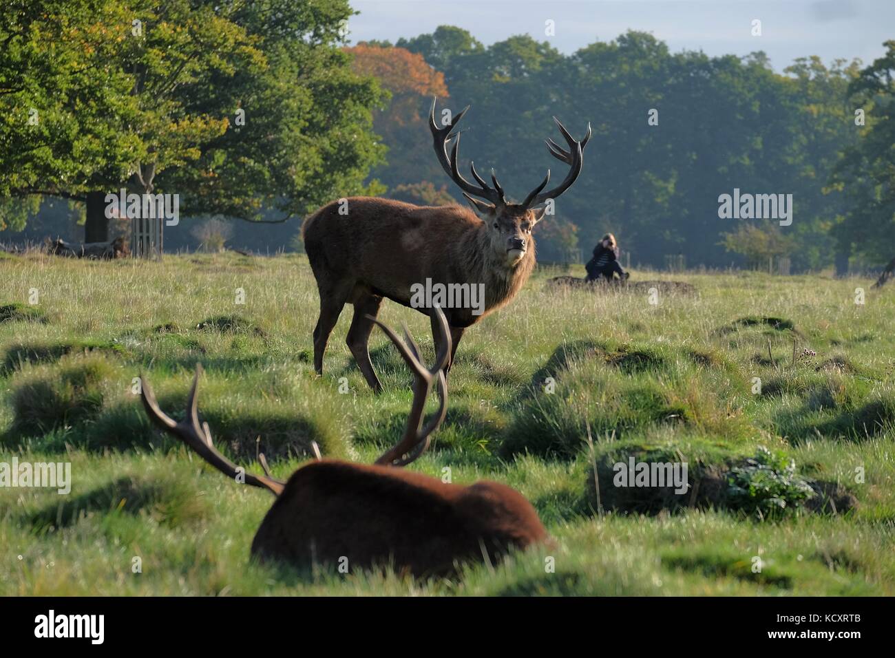 stag in park Stock Photo - Alamy