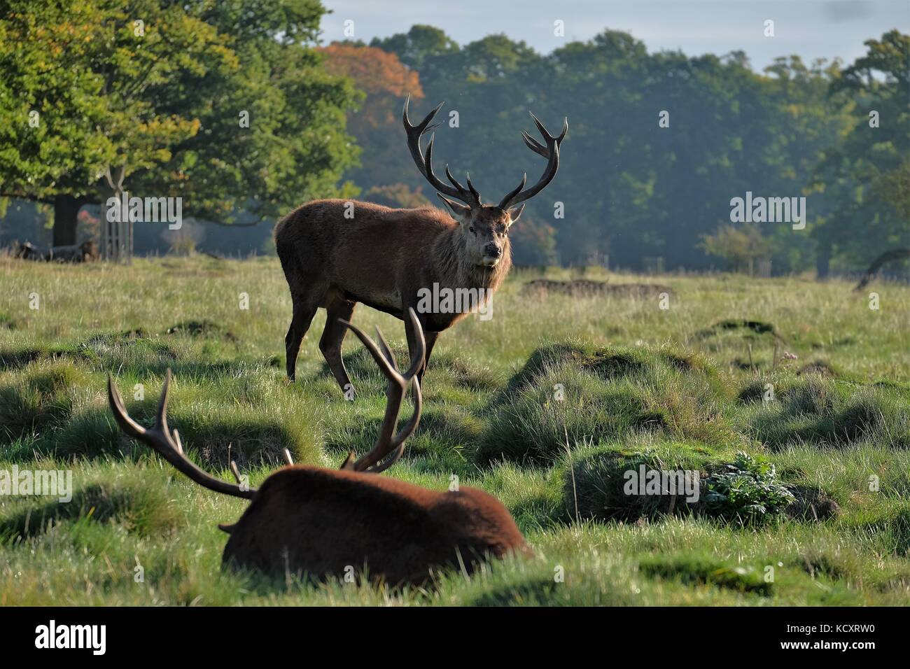 stag in park Stock Photo - Alamy