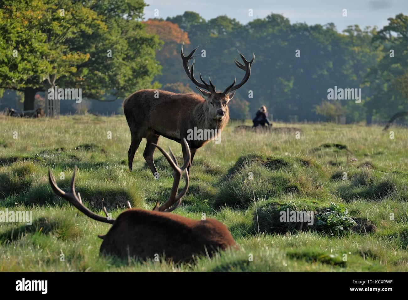 stag in park Stock Photo - Alamy