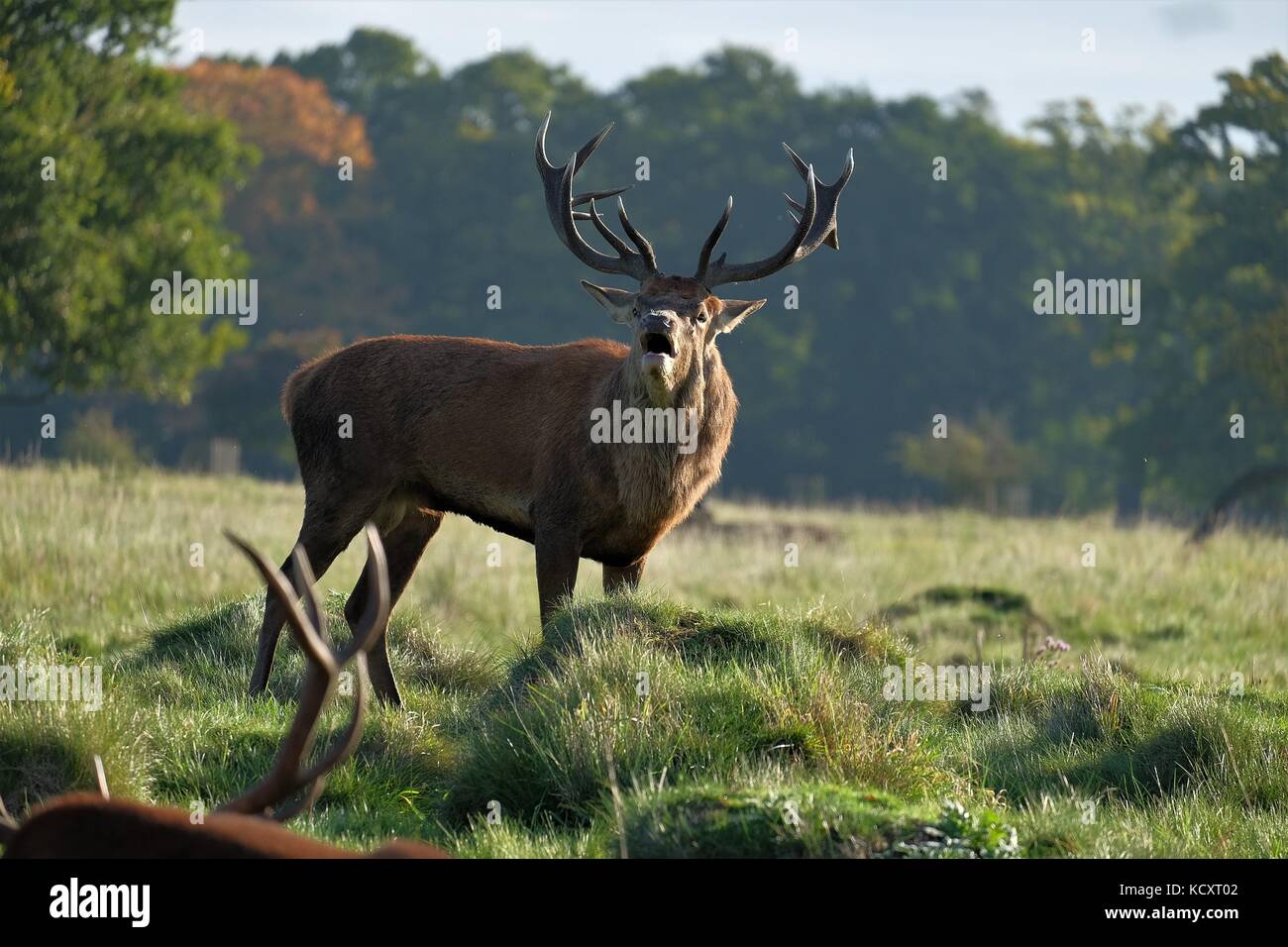 stag in park Stock Photo - Alamy