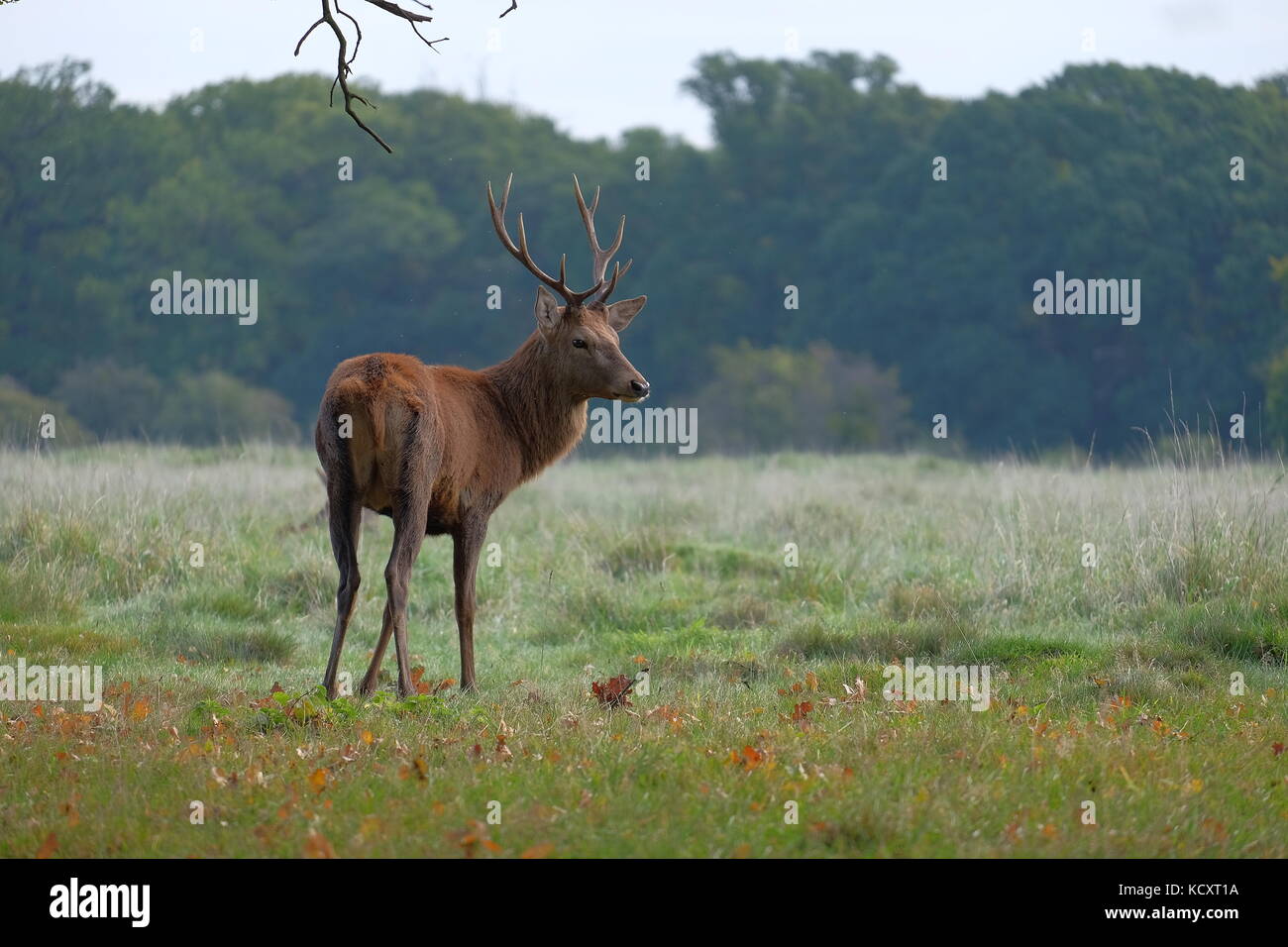 stag in park Stock Photo - Alamy
