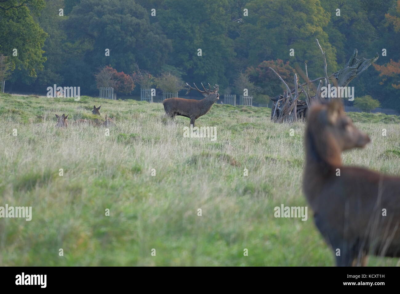 stag in park Stock Photo - Alamy