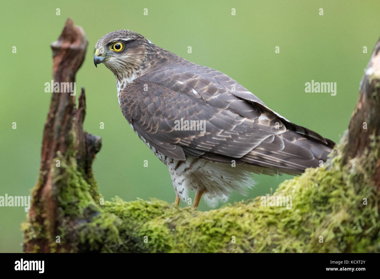 Female sparrowhawk hi-res stock photography and images - Alamy