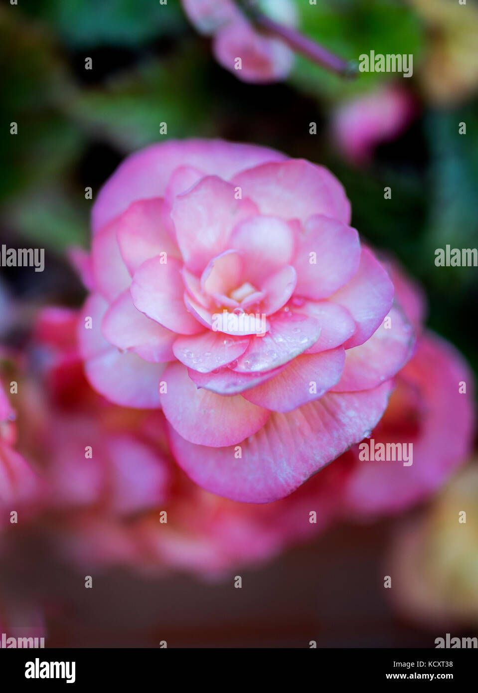 Tuberous begonias hanging basket hi-res stock photography and images ...