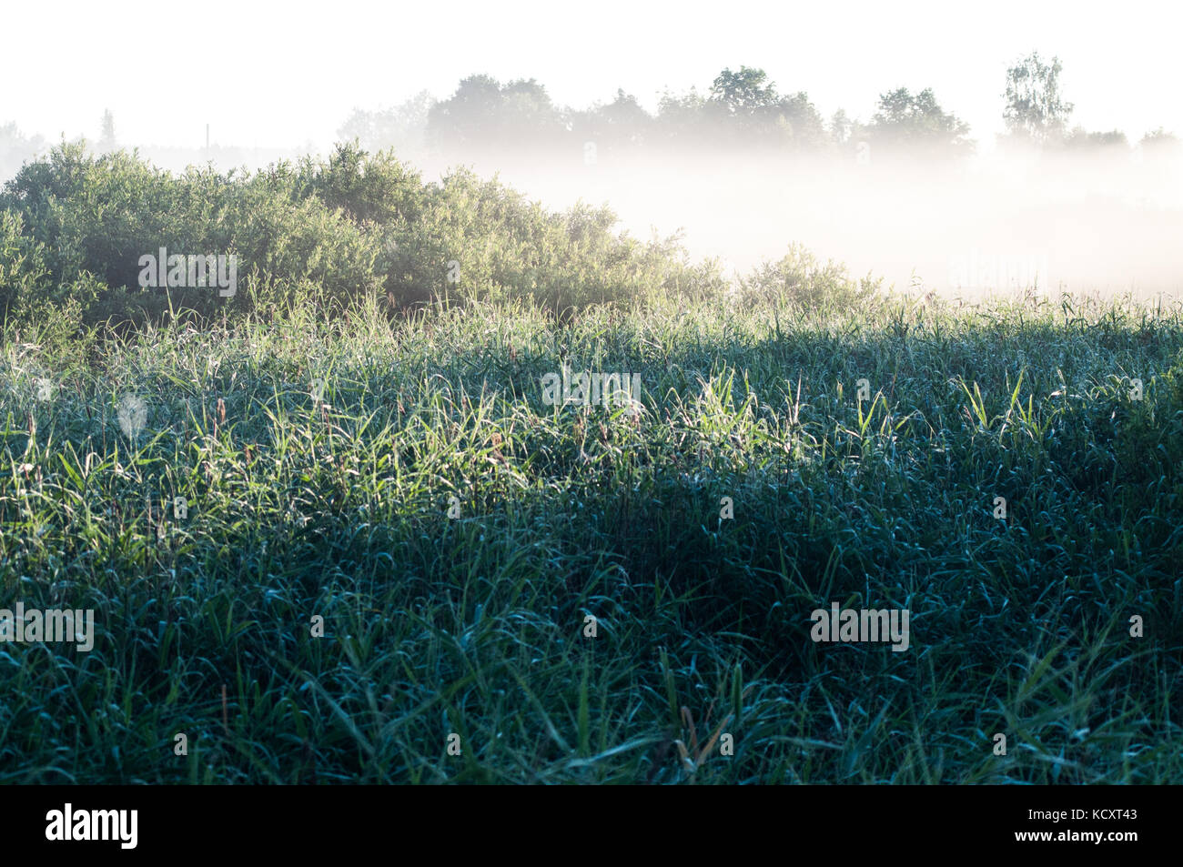 White morning fog over green, deep grass field. Forest behind Stock ...
