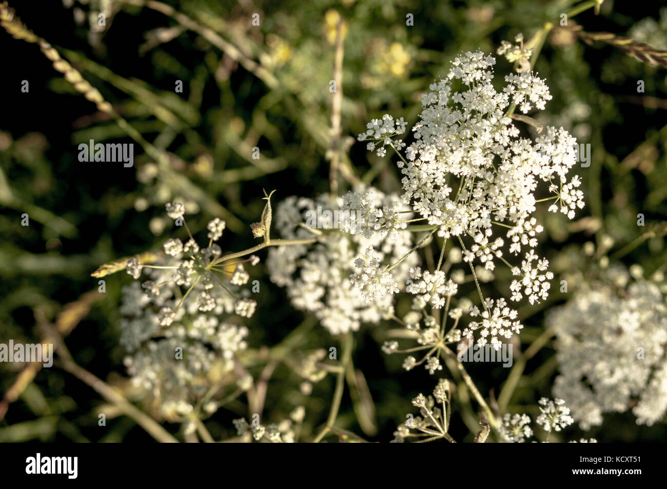 White Chervil flowers Stock Photo - Alamy