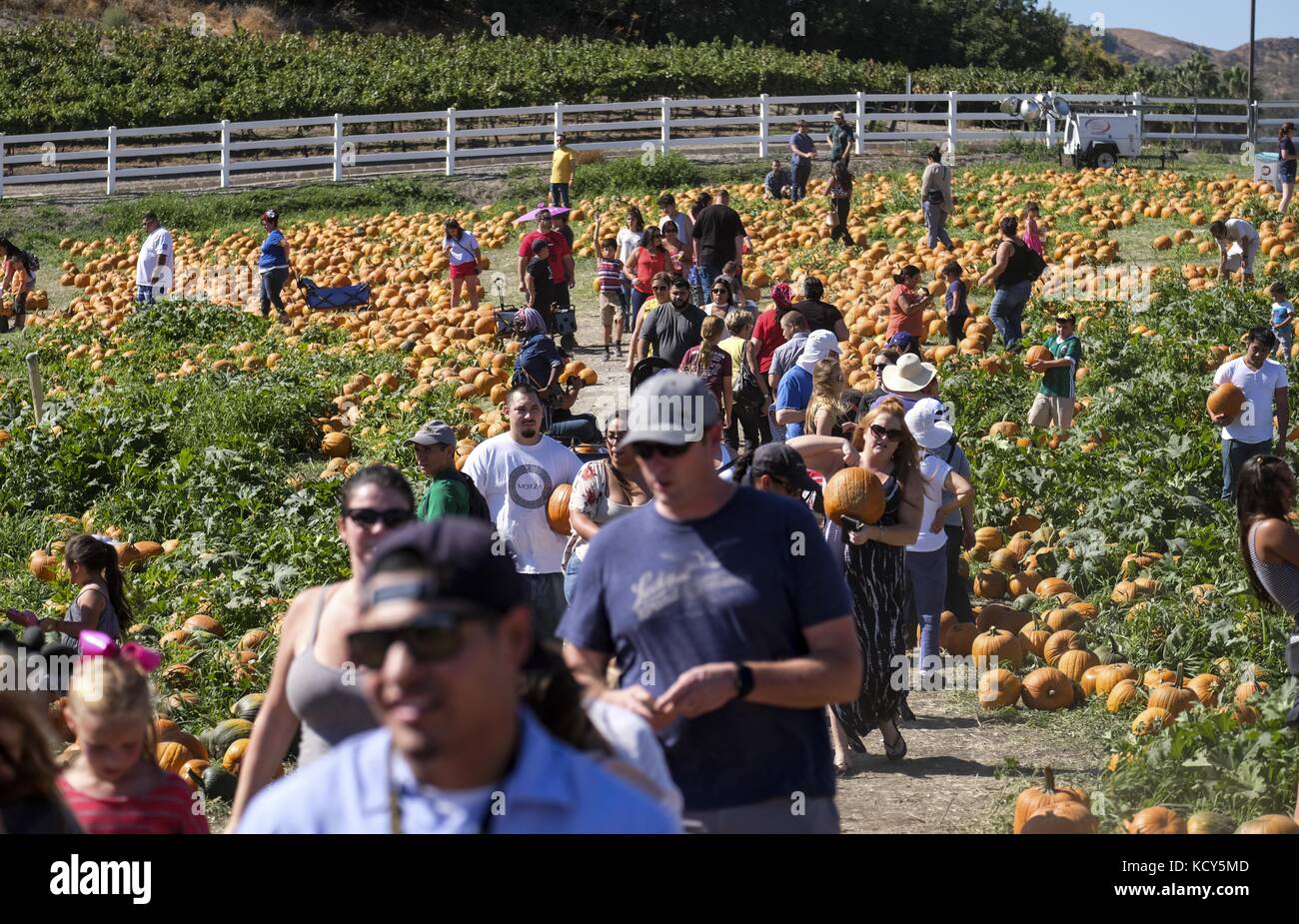 Los Angeles, California, USA. 7th Oct, 2017. People pick their pumpkins ...