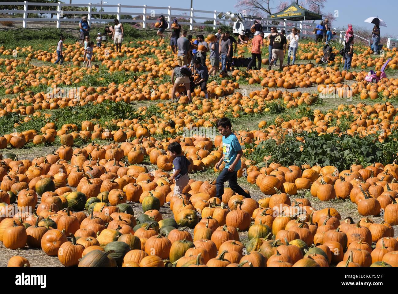 Los Angeles, California, USA. 7th Oct, 2017. People pick their pumpkins ...