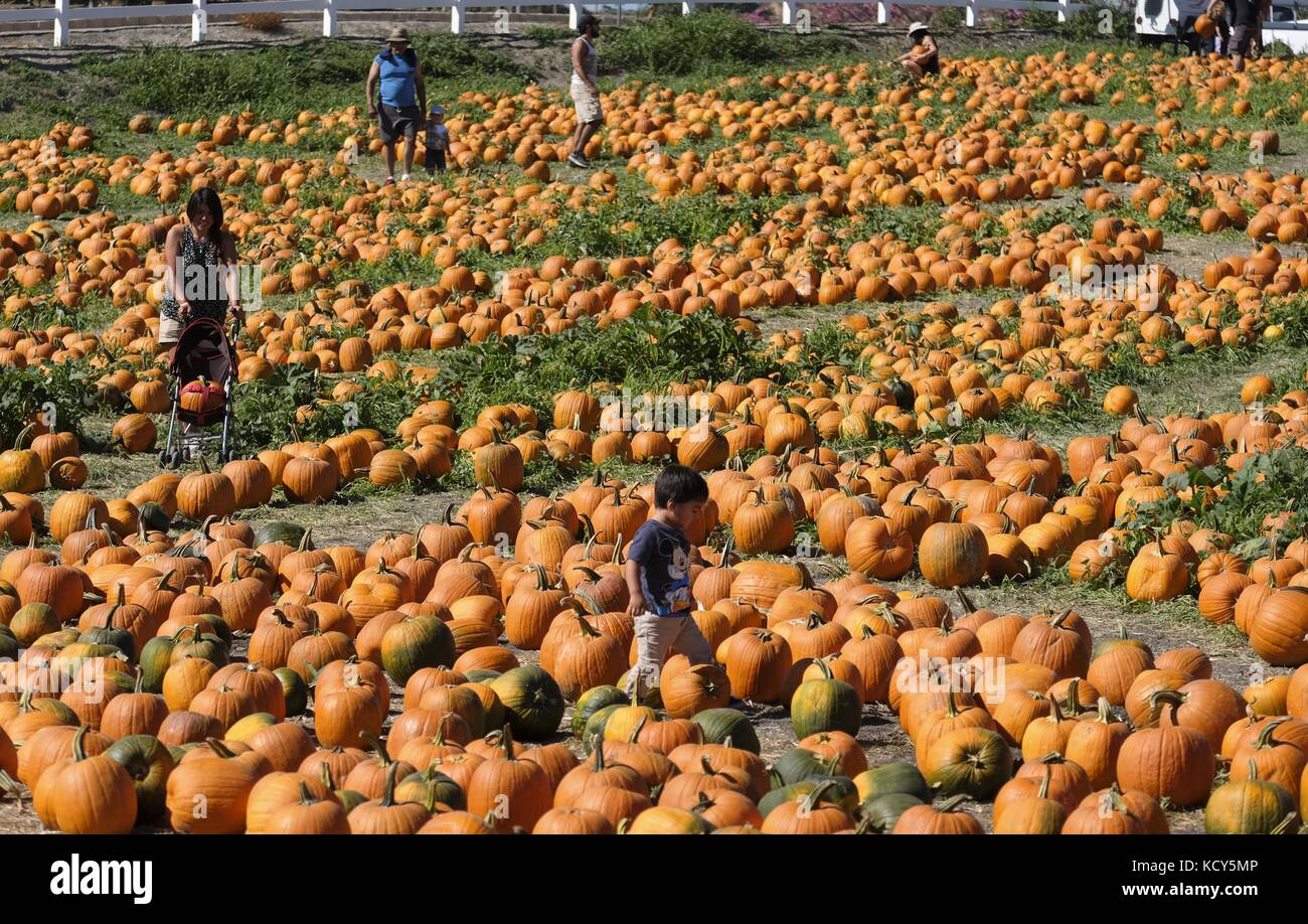 Los Angeles, California, USA. 7th Oct, 2017. People pick their pumpkins ...