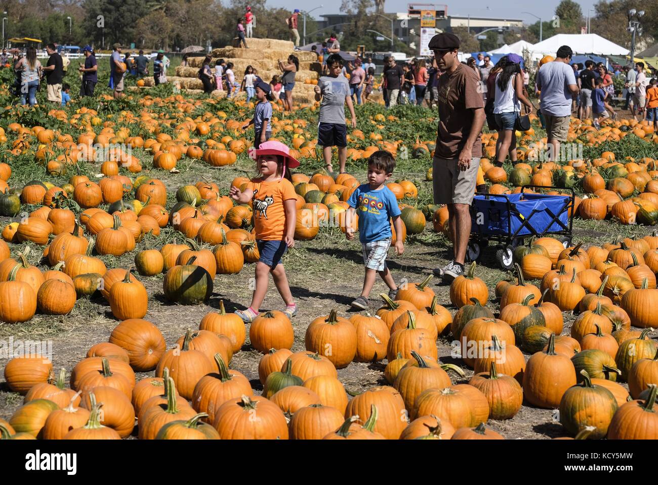 Los Angeles, California, USA. 7th Oct, 2017. People pick their pumpkins ...