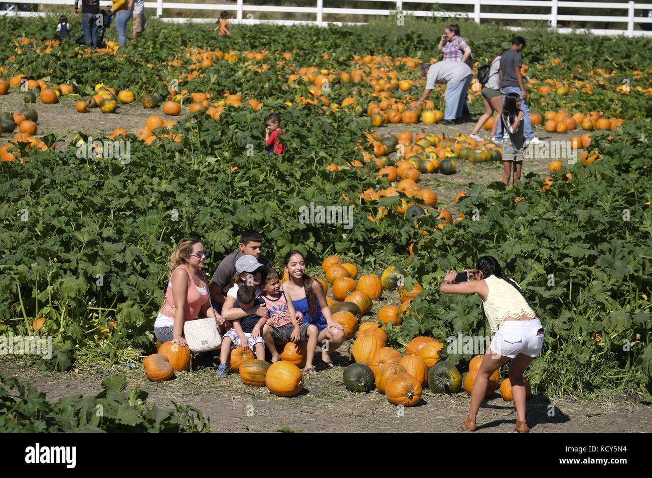 Los Angeles, California, USA. 7th Oct, 2017. People pick their pumpkins ...