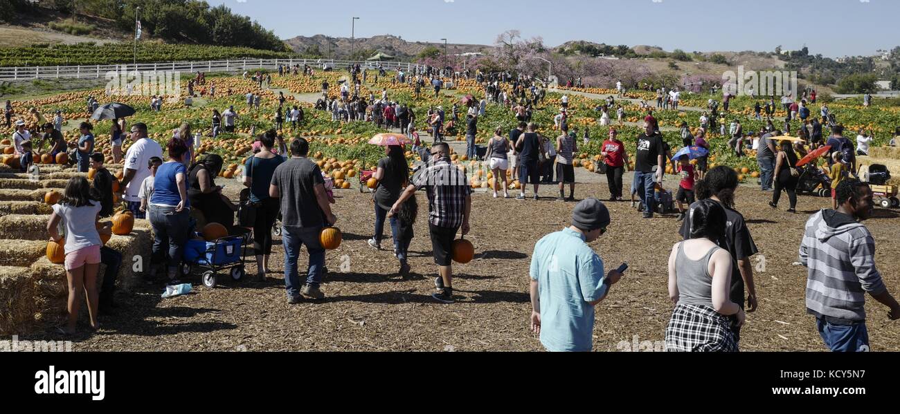 Los Angeles, California, USA. 7th Oct, 2017. People pick their pumpkins ...