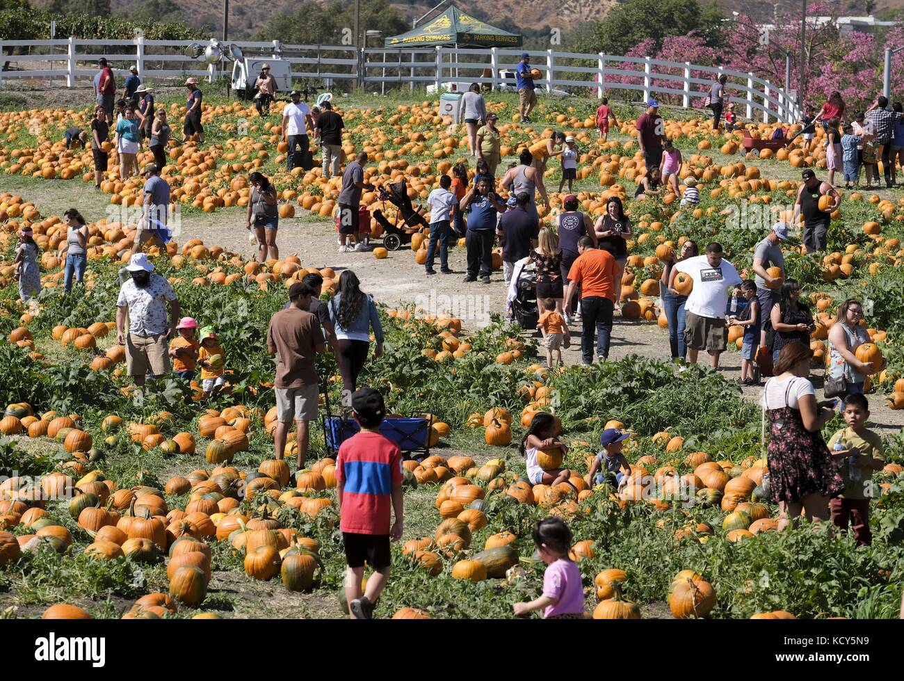 Los Angeles, California, USA. 7th Oct, 2017. People pick their pumpkins ...