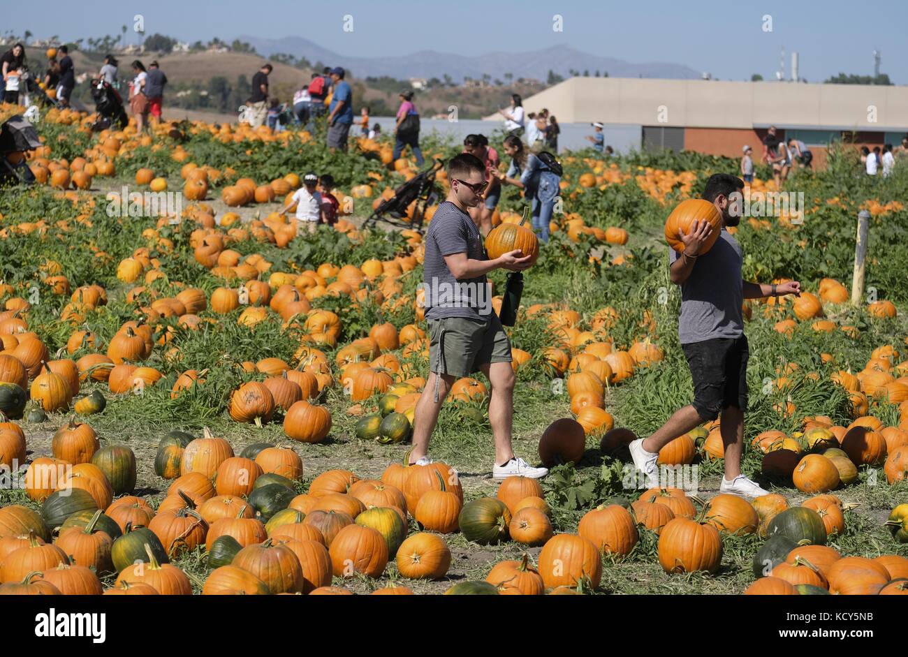 Los Angeles, California, USA. 7th Oct, 2017. People pick their pumpkins ...