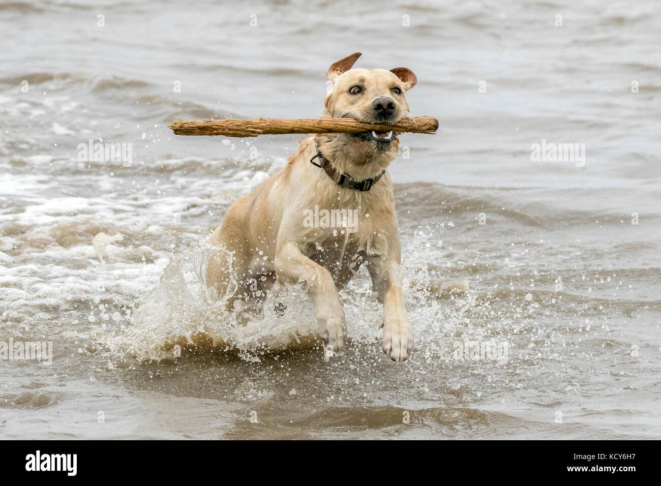 a dog dogs golden labrador swimming splash splashing sea water wet ...