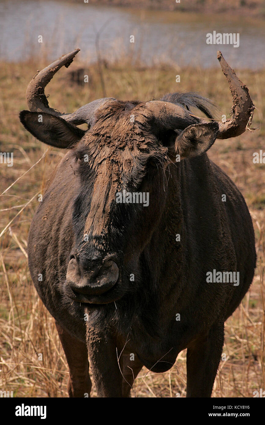 Stampede wildebeest hi-res stock photography and images - Alamy
