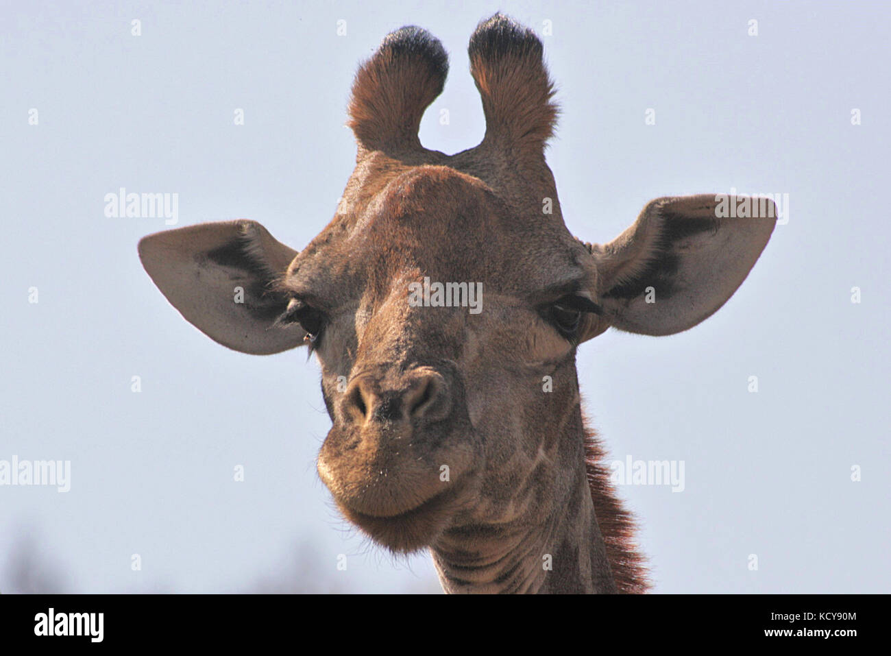 Giraffe face hi-res stock photography and images - Alamy