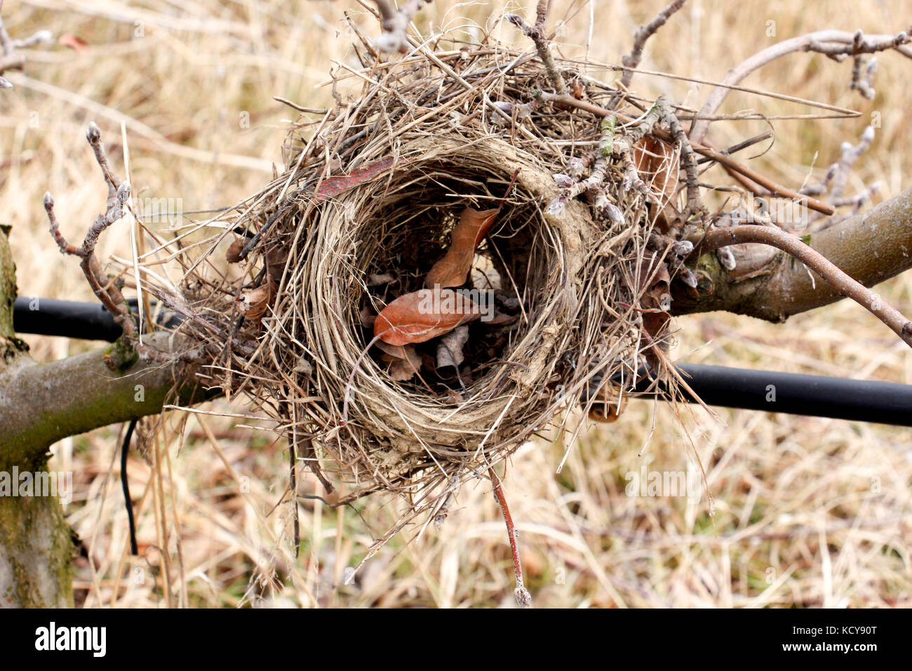 fallen and dissipated bird nest on an apple tree Stock Photo - Alamy