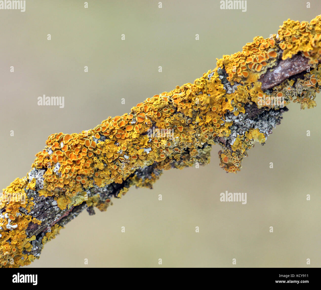 Seasonal funghi hi-res stock photography and images - Alamy