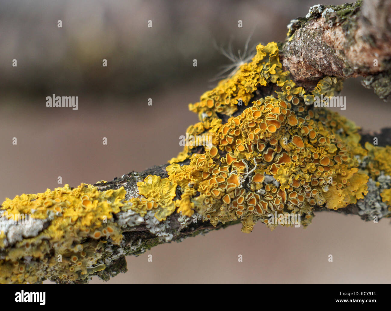 picture of a yellow funghi on a tree close-up Stock Photo - Alamy