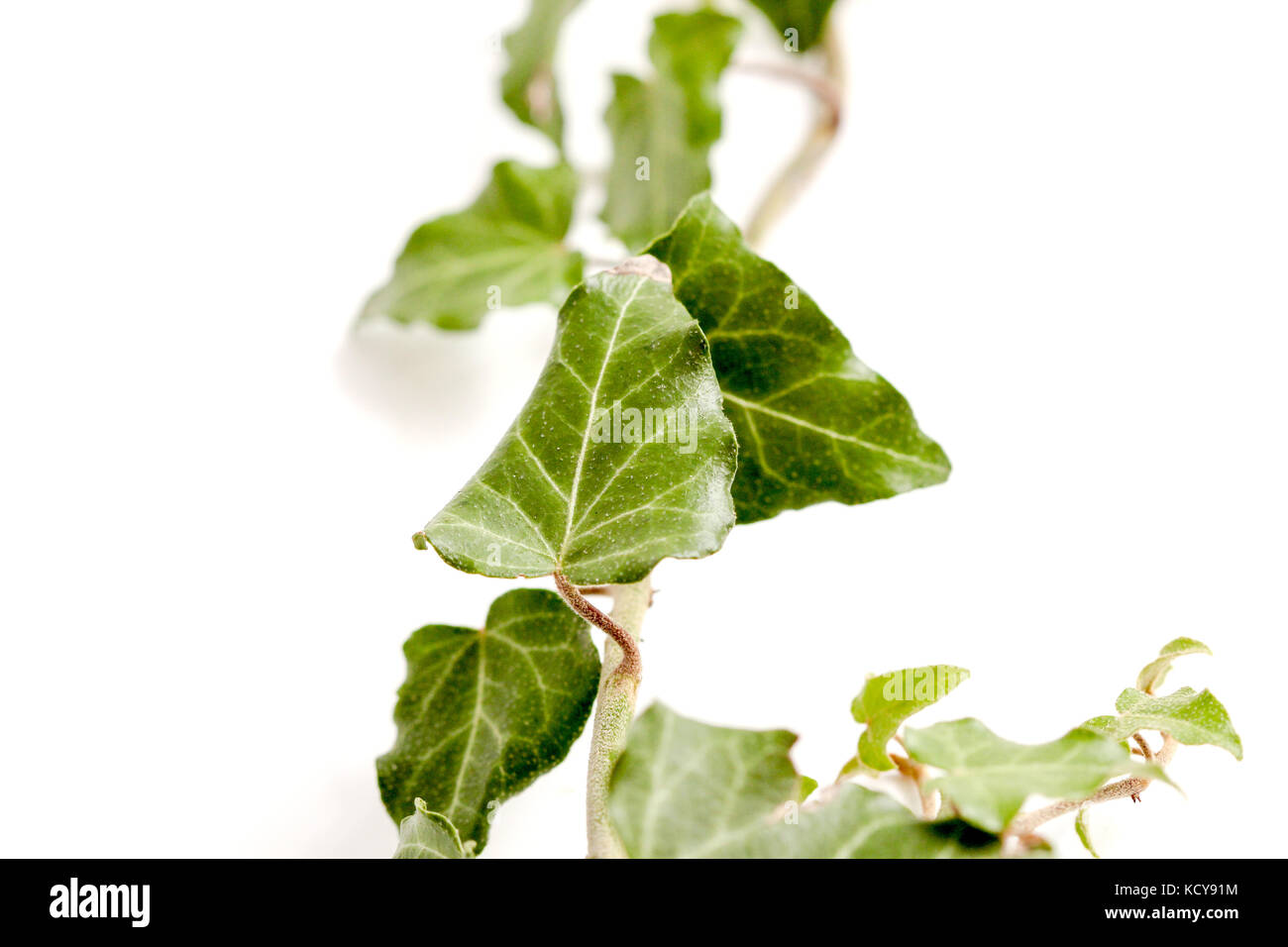 picture of a Green ivy plant, studio shot Stock Photo - Alamy