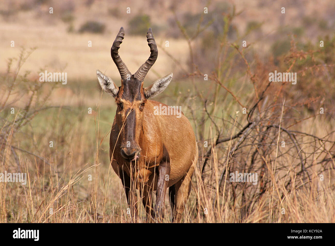 Tsessebe Antelope High Resolution Stock Photography and Images - Alamy