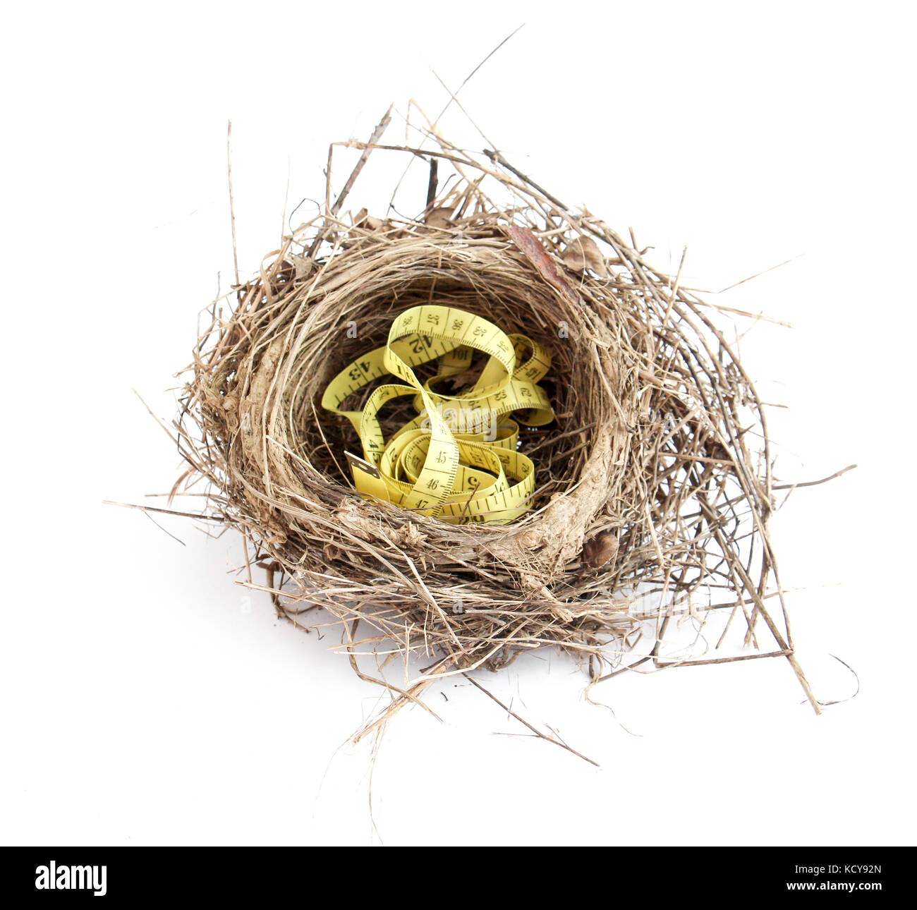 picture of a tape peasure in a bird nest on white background Stock ...