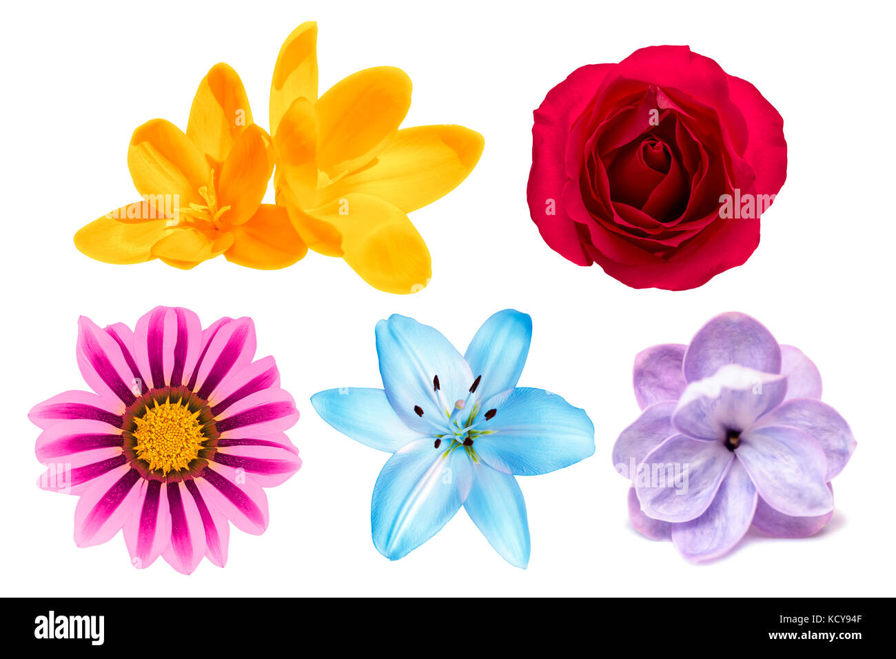 Set of rose, lilac, lily, crocus, gerbera flowers isolated on white ...