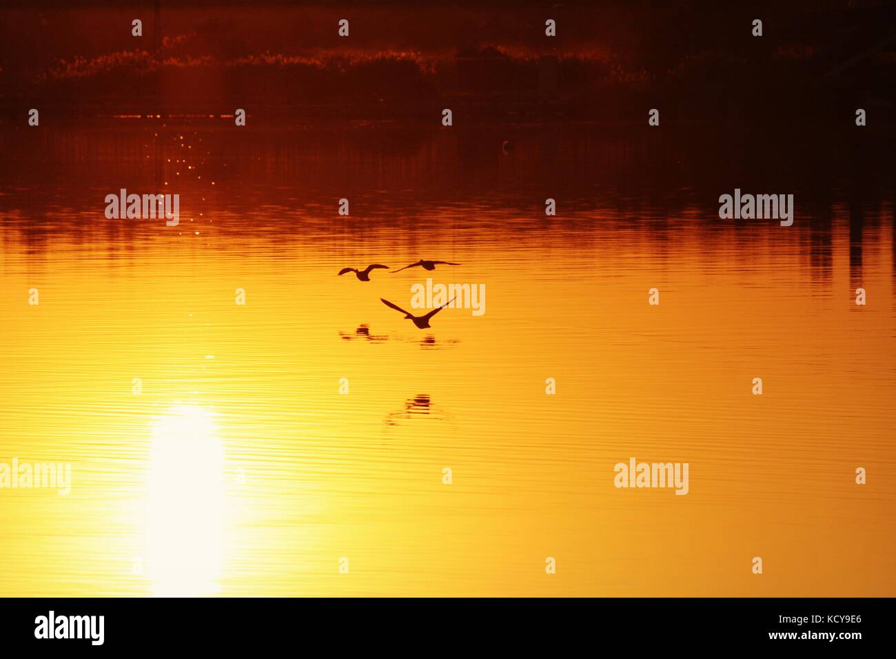Birds above the water. Flying birds Stock Photo - Alamy