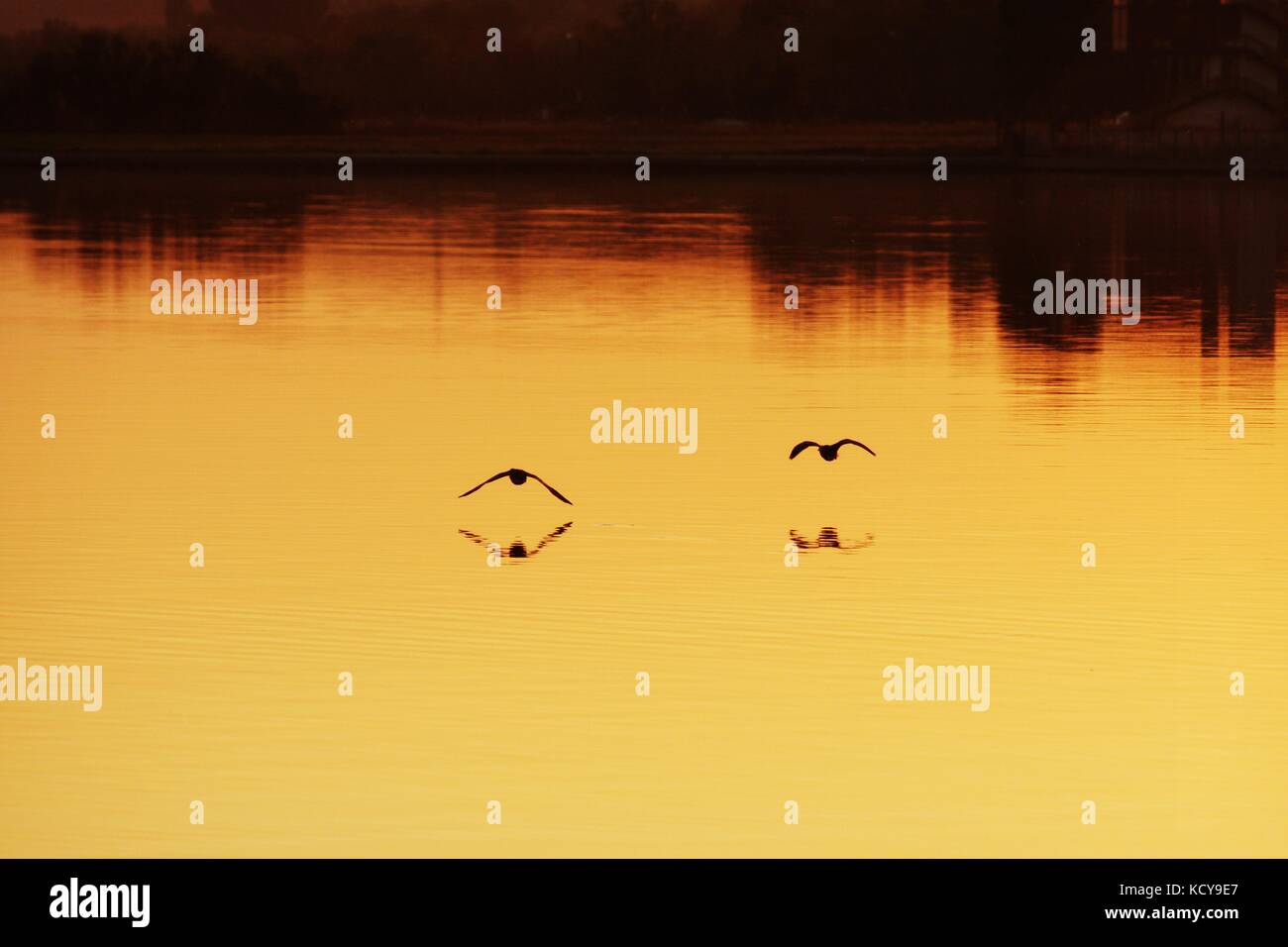 Birds above the water. Flying birds Stock Photo - Alamy