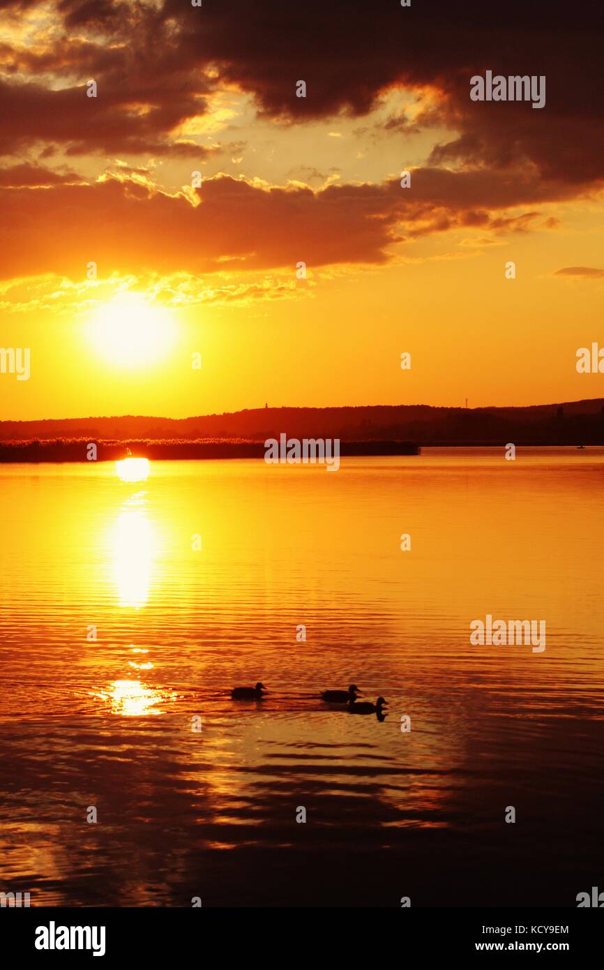 Swimming ducks. Ducks in the sunset Stock Photo - Alamy
