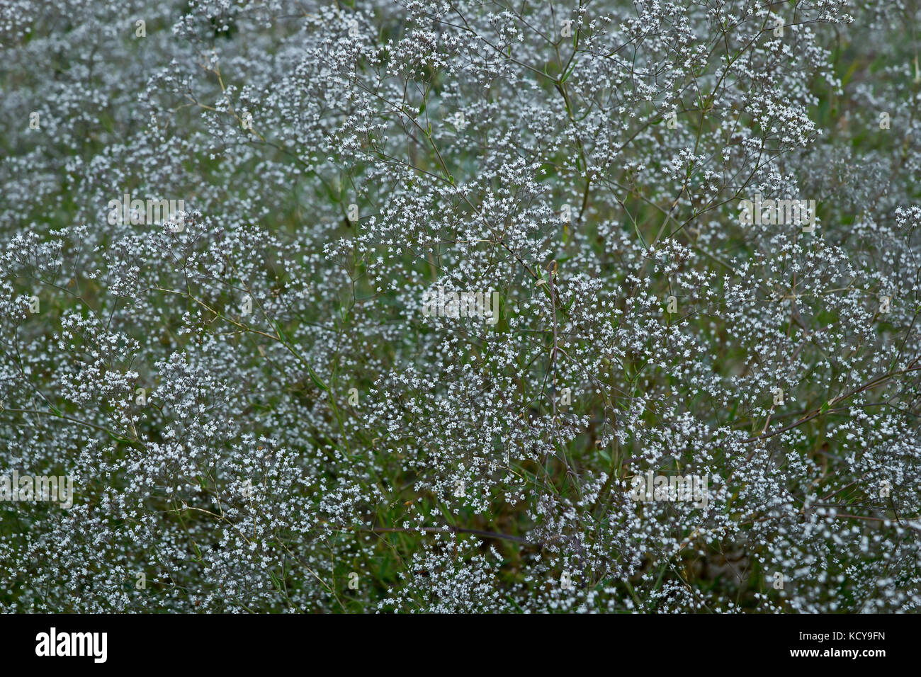 Natural texture background Stock Photo - Alamy