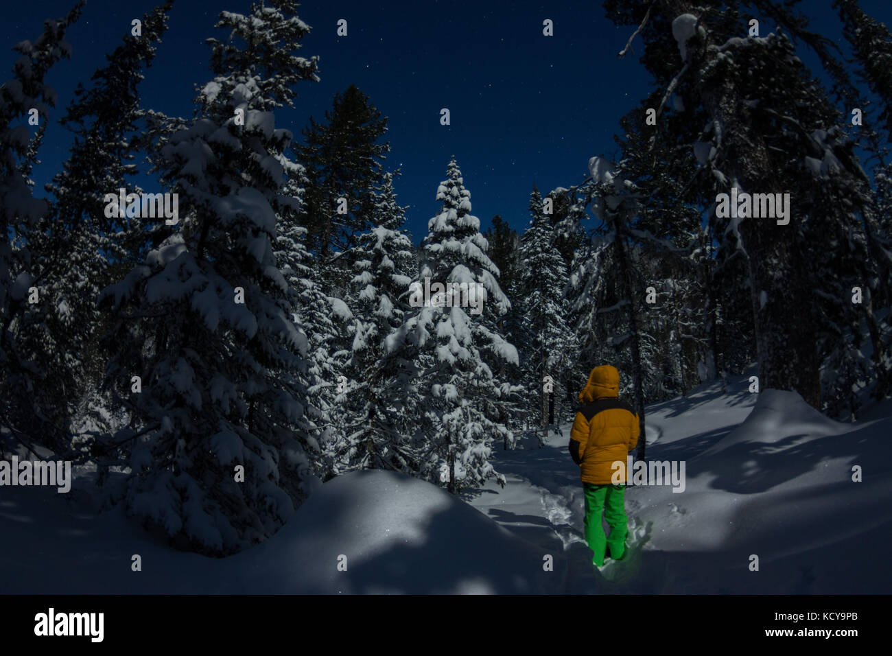 The man in the yellow jacket in winter forest among the trees in the ...