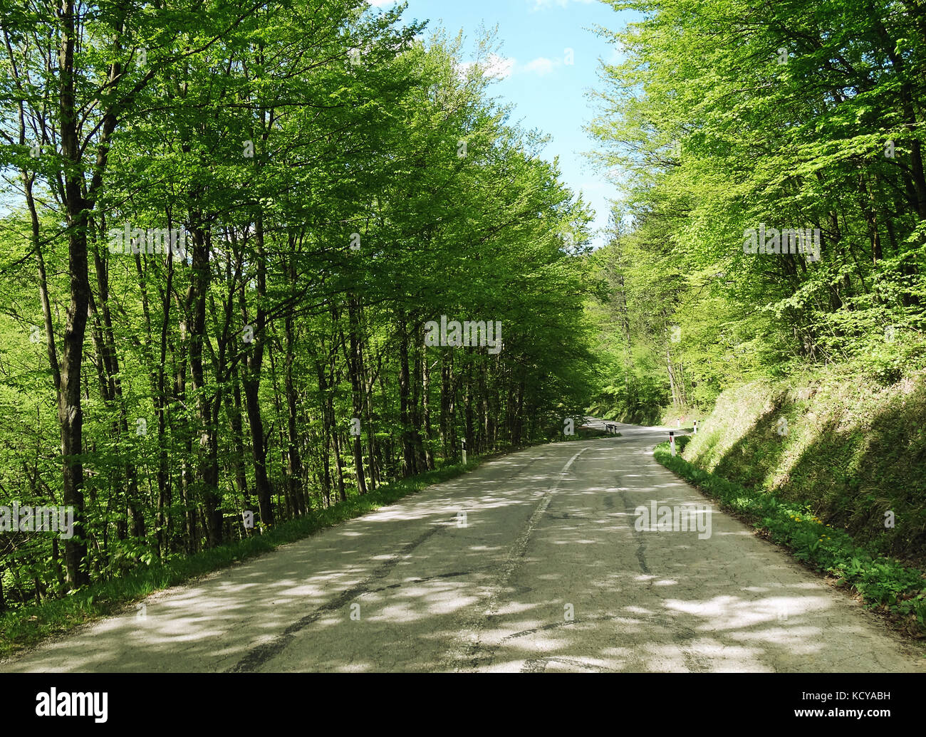 Road through a forest Stock Photo - Alamy