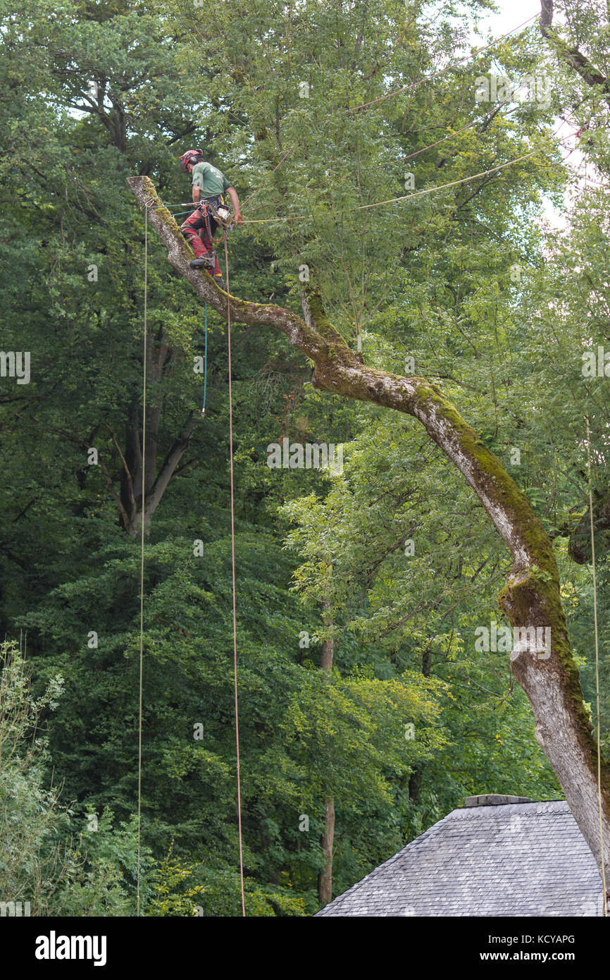 An arborist in a tree Stock Photo - Alamy