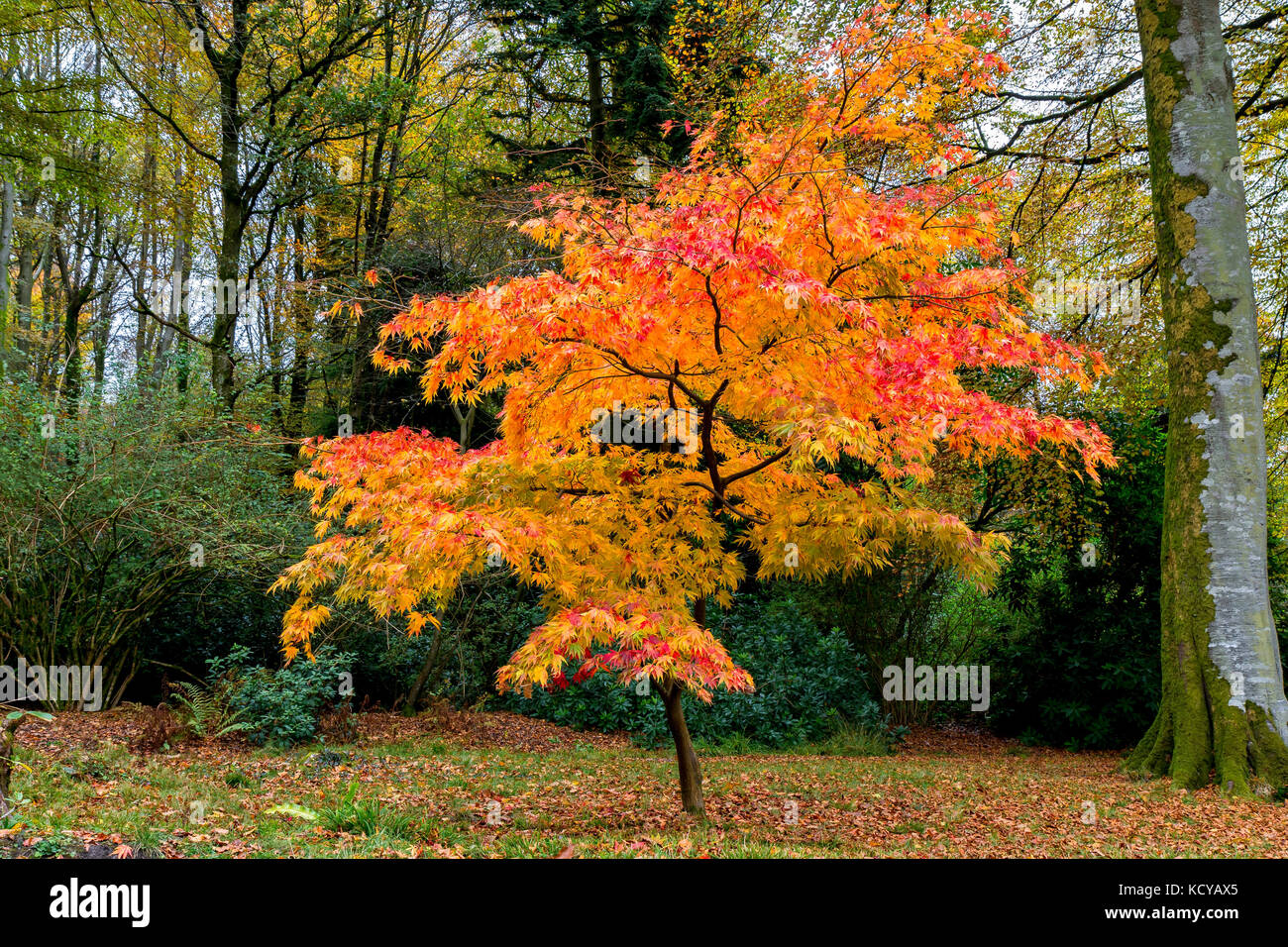 Beautifully colourful Acer in full autumn colours Stock Photo - Alamy