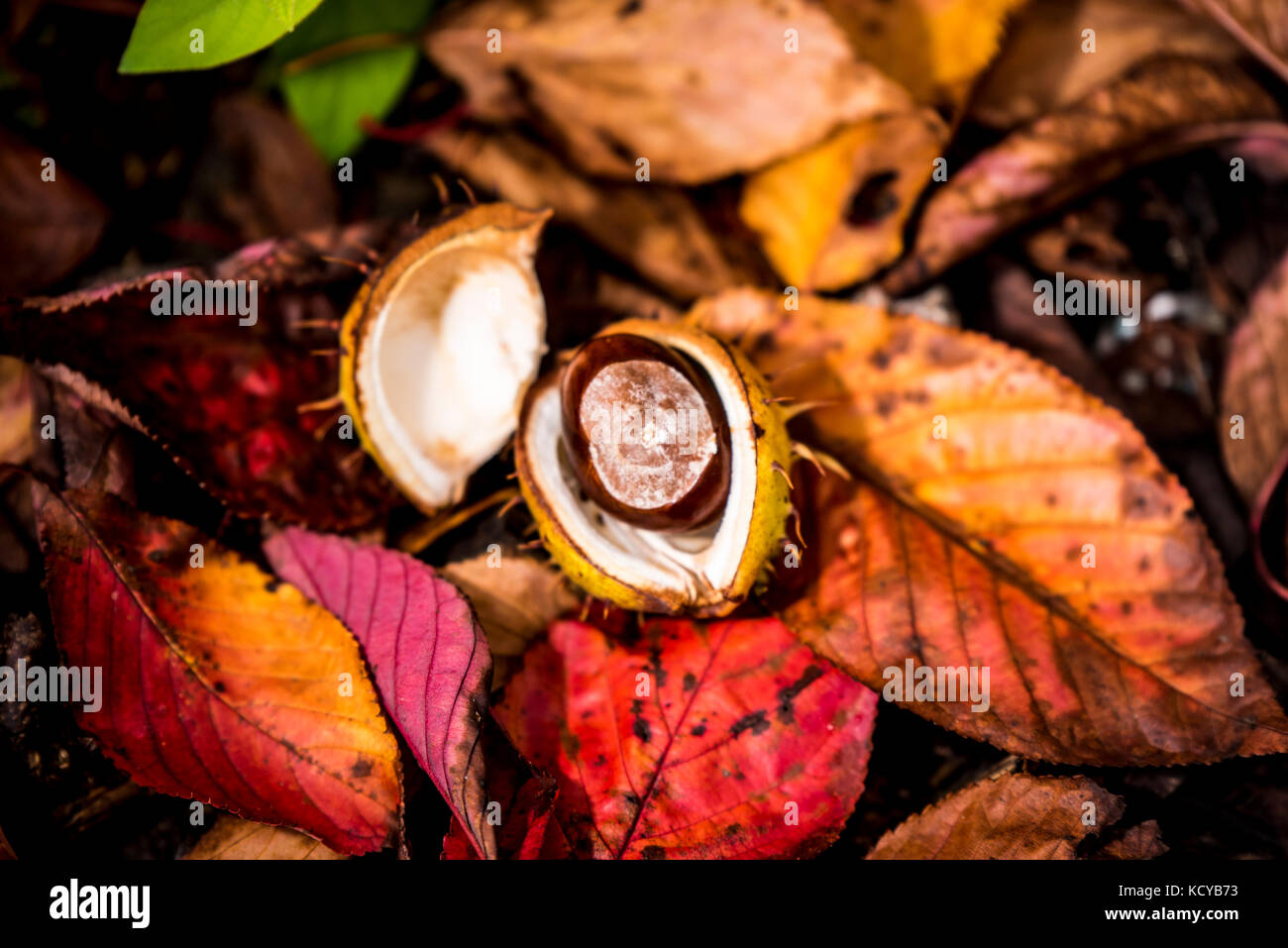Horse Chestnuts and Autumn Leaves, Oxford UK Stock Photo - Alamy