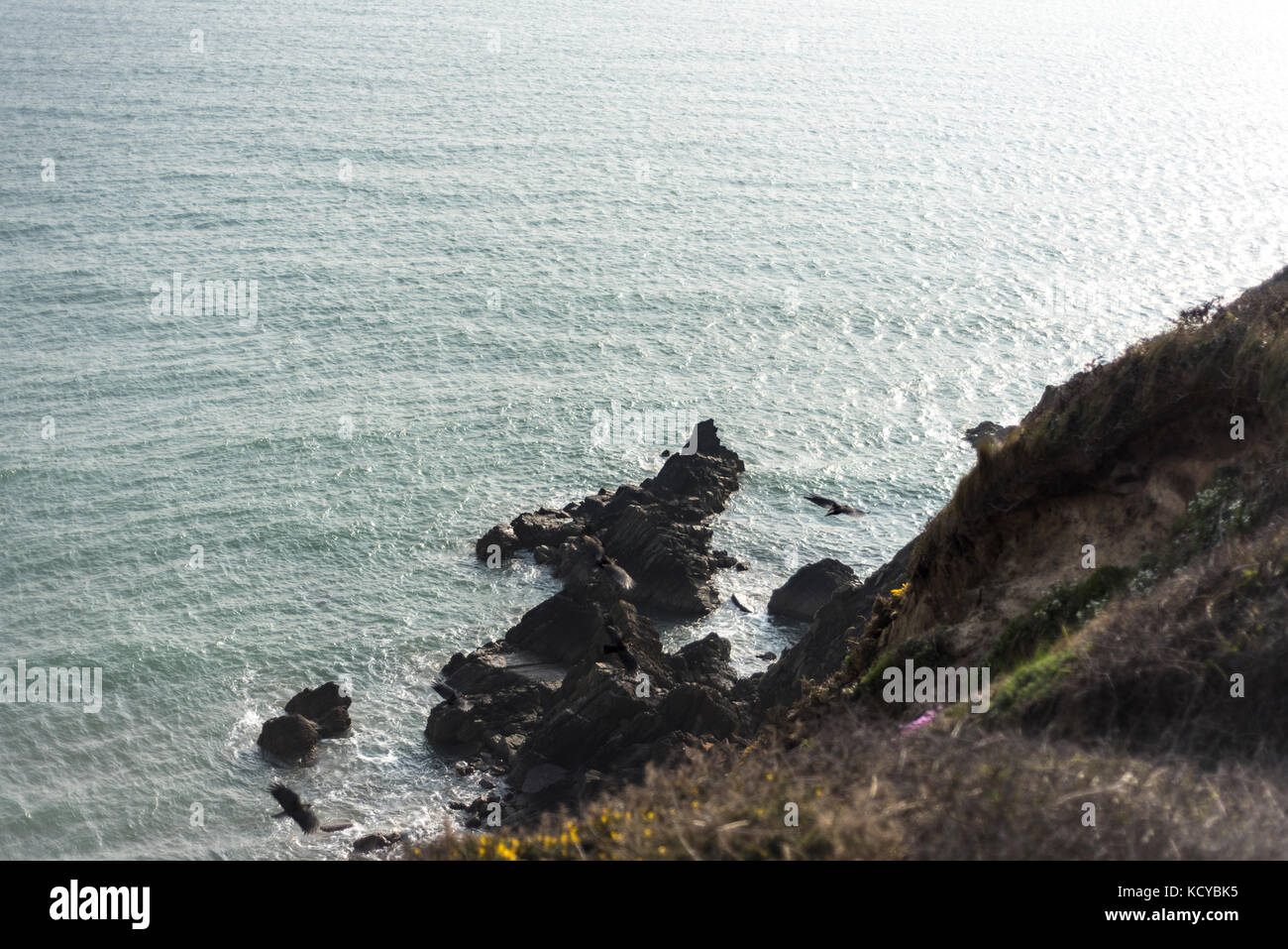 Small yellow flowers on a cliff top, Pembrokeshire , UK Stock Photo - Alamy