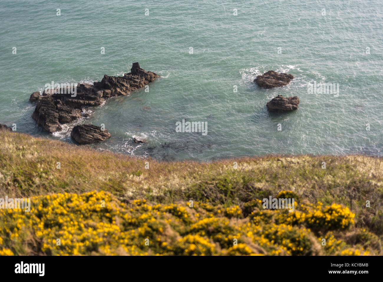 Small yellow flowers on a cliff top, Pembrokeshire , UK Stock Photo - Alamy