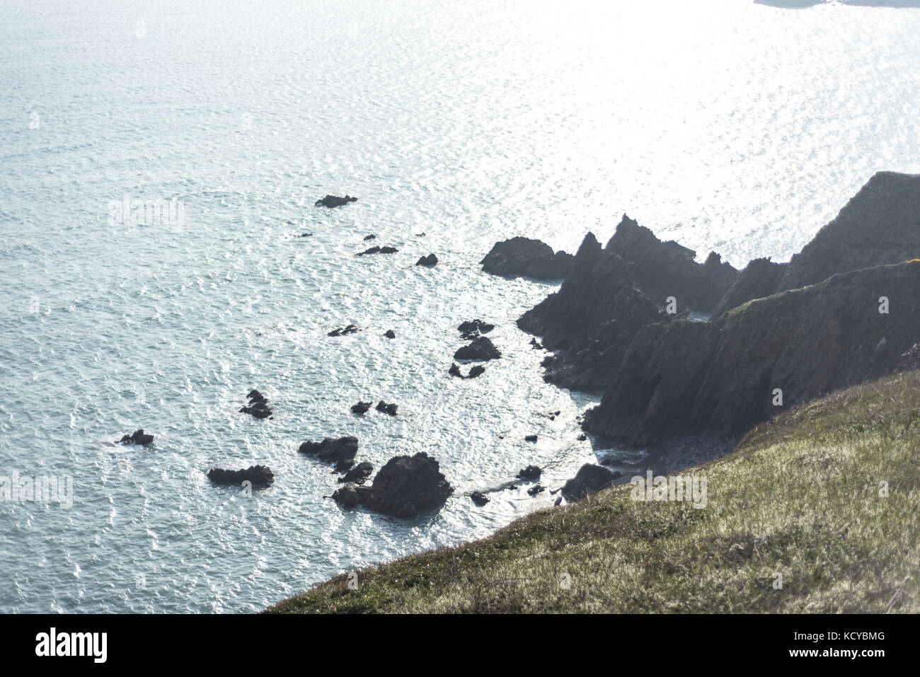 Small yellow flowers on a cliff top, Pembrokeshire , UK Stock Photo - Alamy