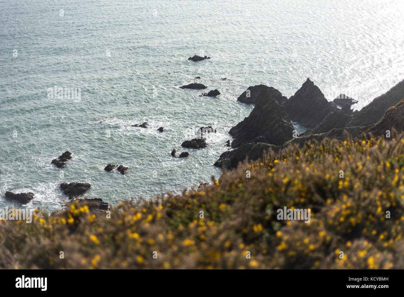 Small yellow flowers on a cliff top, Pembrokeshire , UK Stock Photo - Alamy
