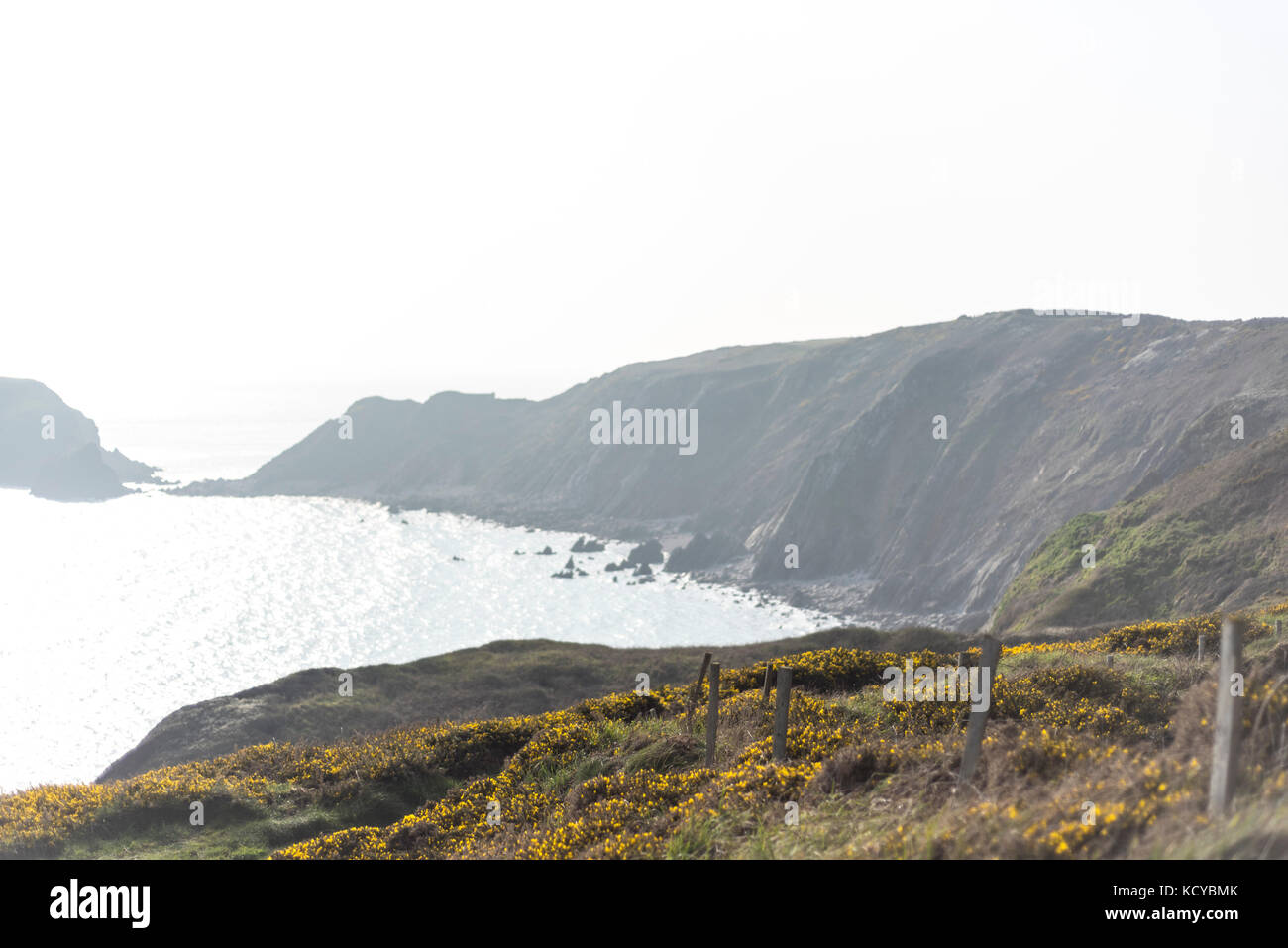 Small yellow flowers on a cliff top, Pembrokeshire , UK Stock Photo - Alamy