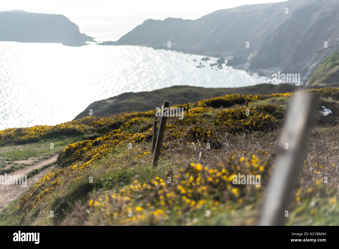 Small yellow flowers on a cliff top, Pembrokeshire , UK Stock Photo - Alamy
