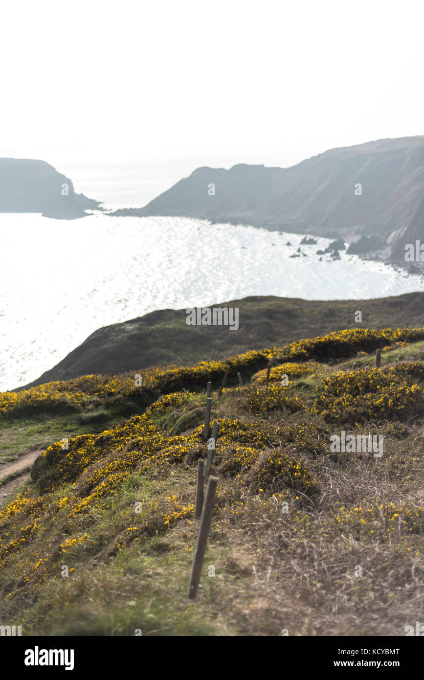 Small yellow flowers on a cliff top, Pembrokeshire , UK Stock Photo - Alamy