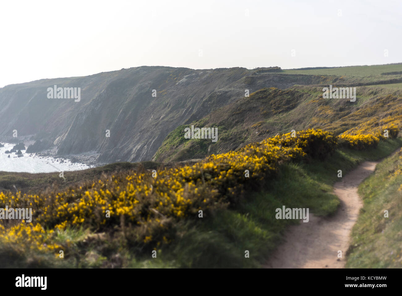 Small yellow flowers on a cliff top, Pembrokeshire , UK Stock Photo - Alamy