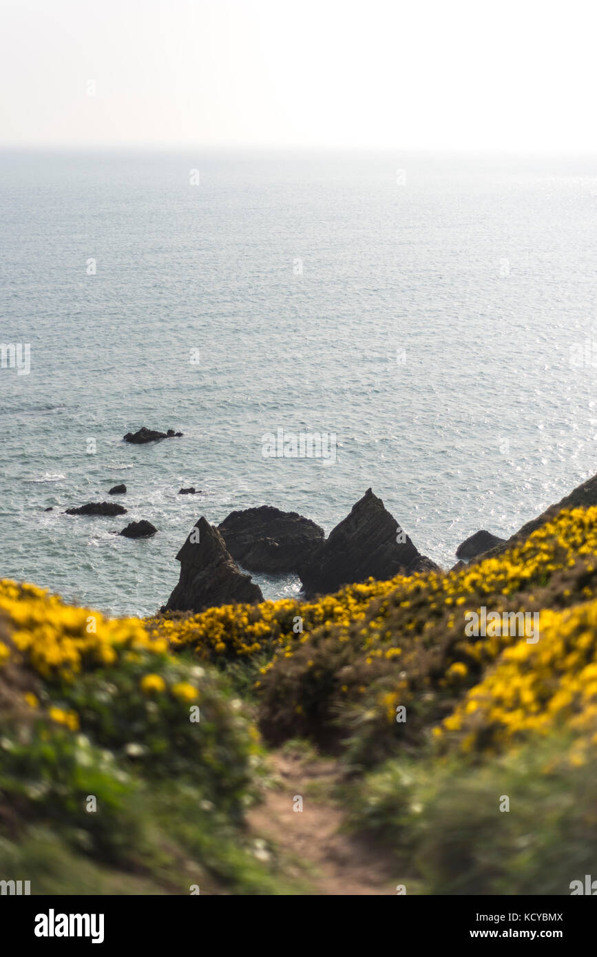 Small yellow flowers on a cliff top, Pembrokeshire , UK Stock Photo - Alamy