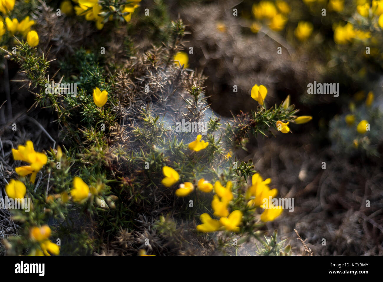 Small yellow flowers on a cliff top, Pembrokeshire , UK Stock Photo - Alamy